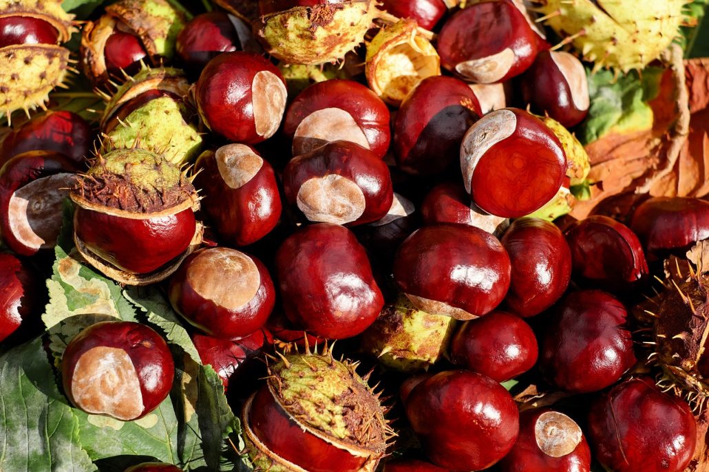 Kestane Birası: Birra alle castagne – Özhan Öztürk Makaleleri
